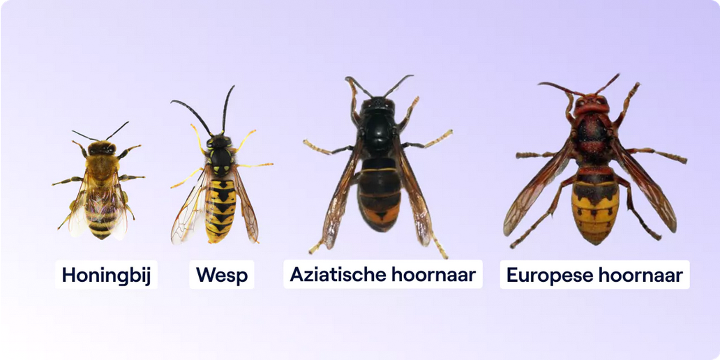 Aziatische hoornaar - Gemeente Kortemark